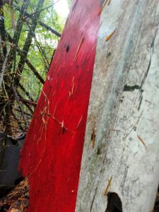 Long Ride to the Horror of Lauda Air Flight 004 Plane Crash Site in ...